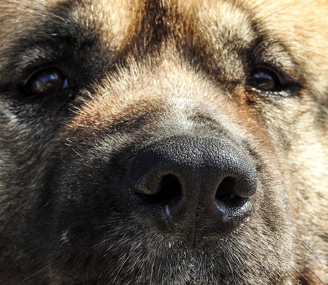 Akita Facts | The Smart Dog Guide