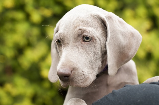 Weimaraner Facts | The Smart Dog Guide