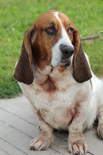 Basset Hound Facts | The Smart Dog Guide