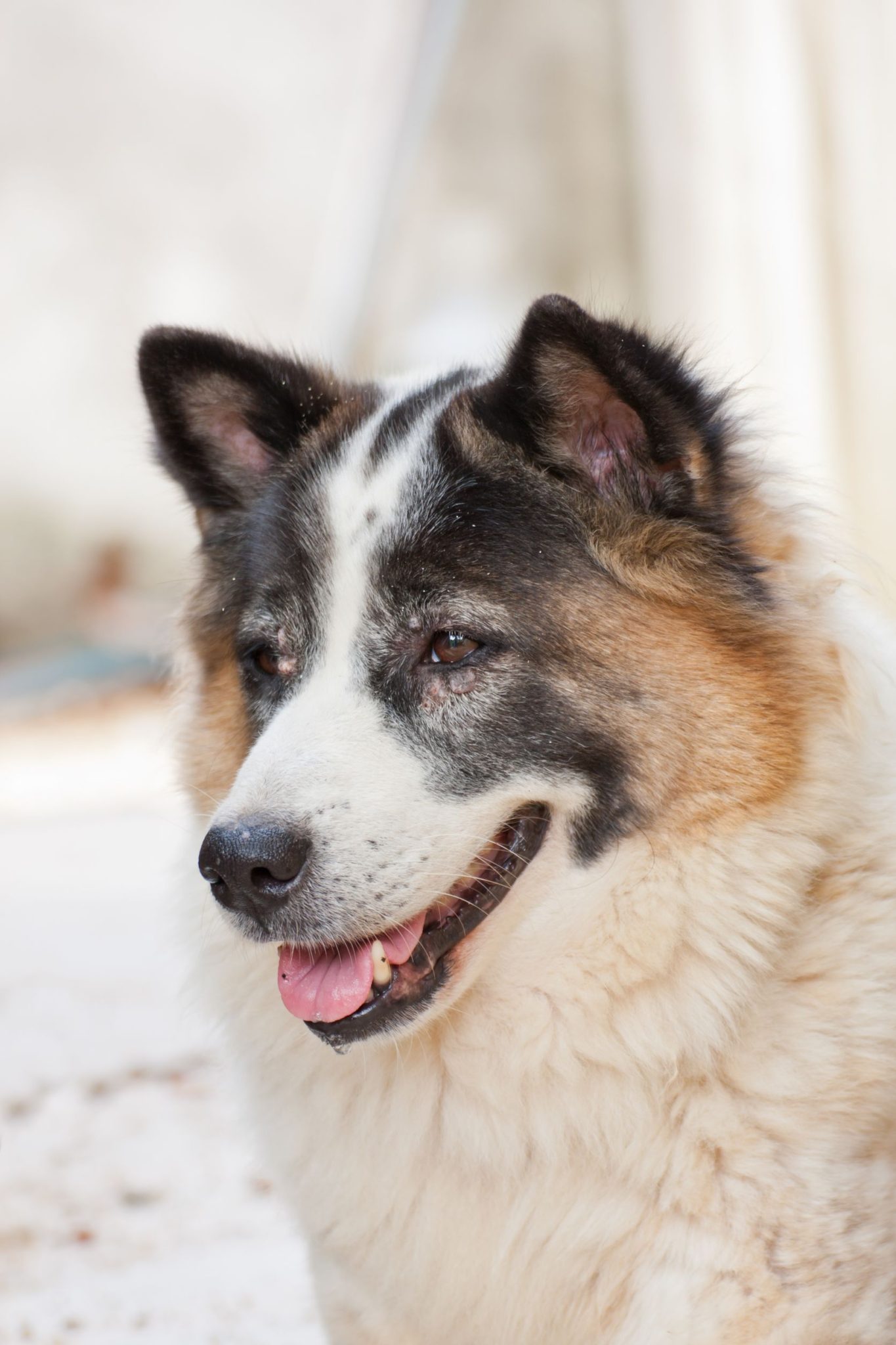 Thai Dog Breeds | The Smart Dog Guide