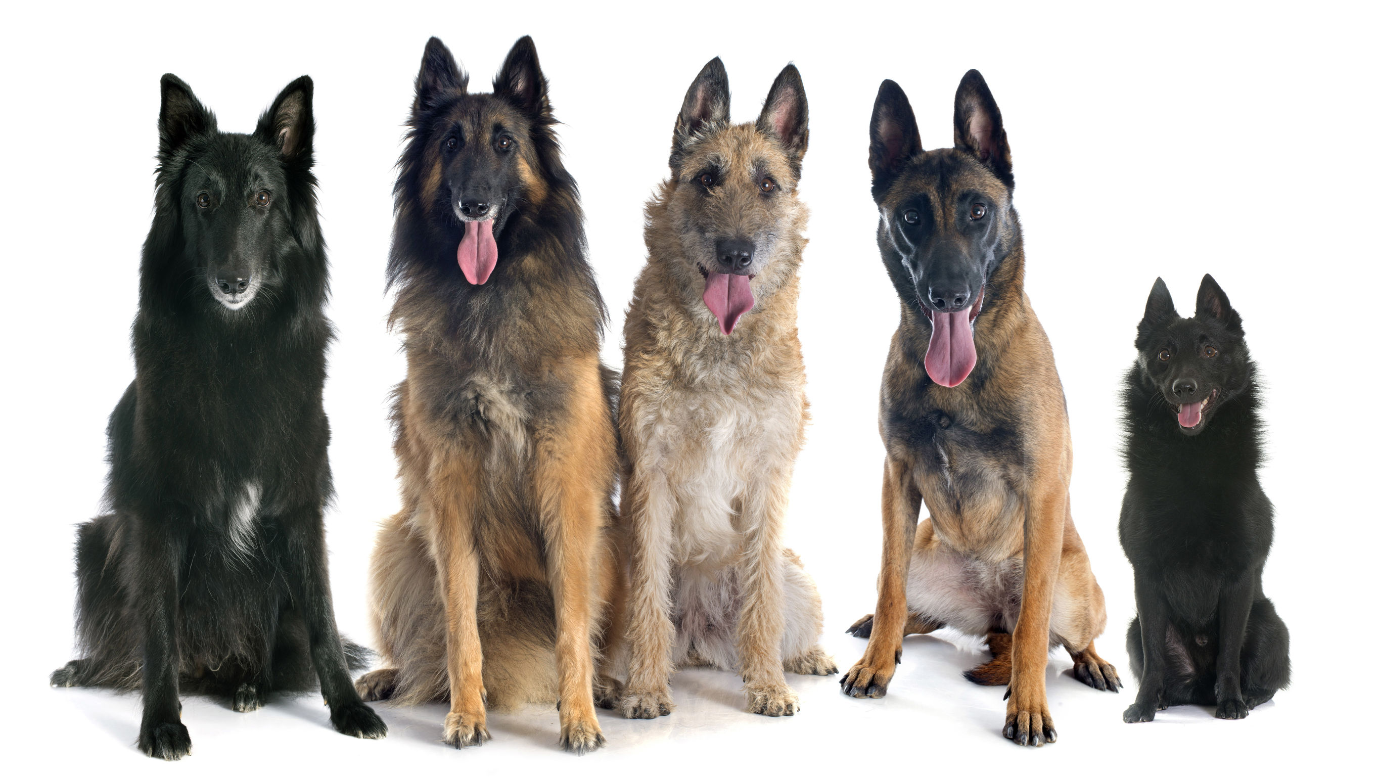 How Many Types Of Belgian Shepherd Dogs Are There