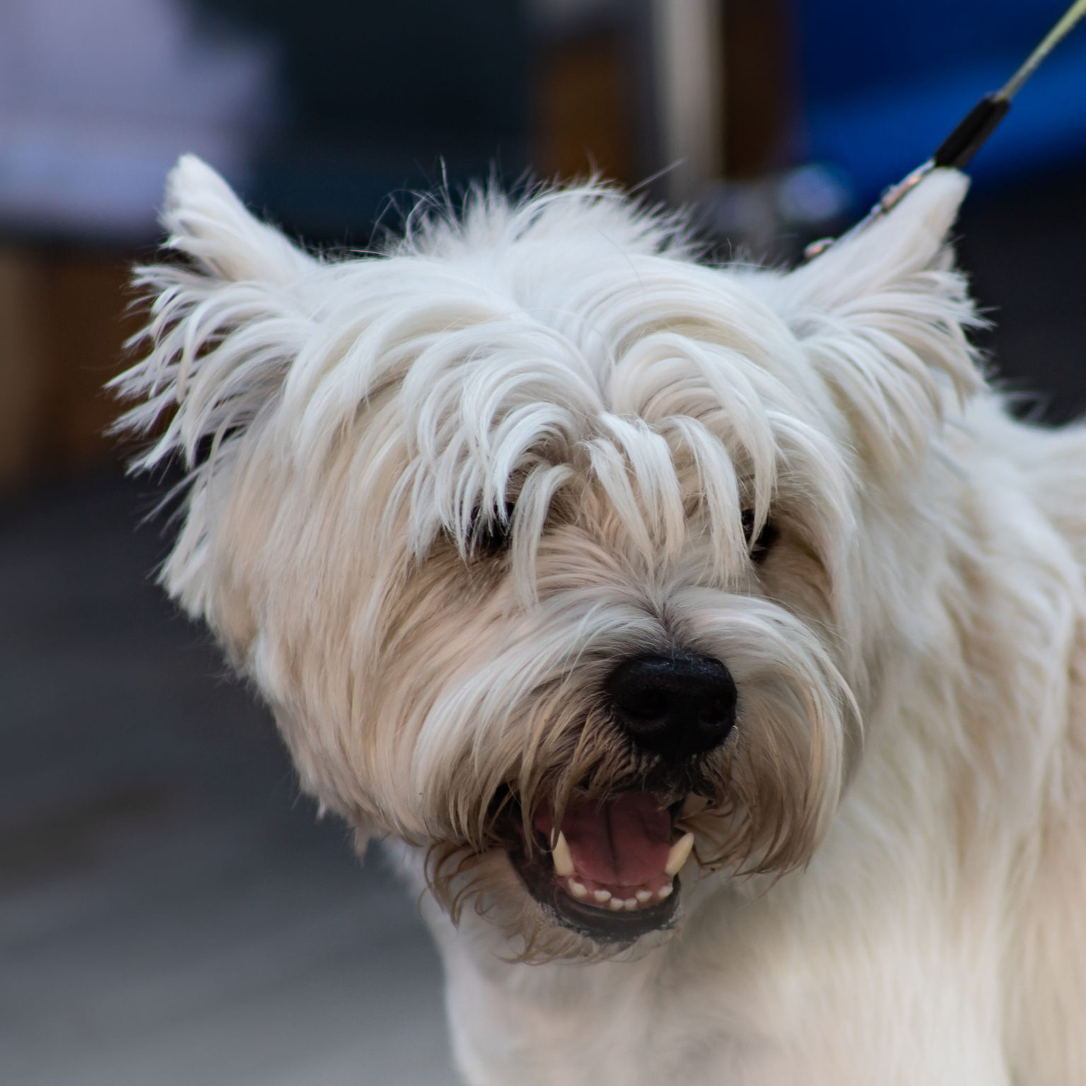 Ratter Dog Breeds | The Smart Dog Guide