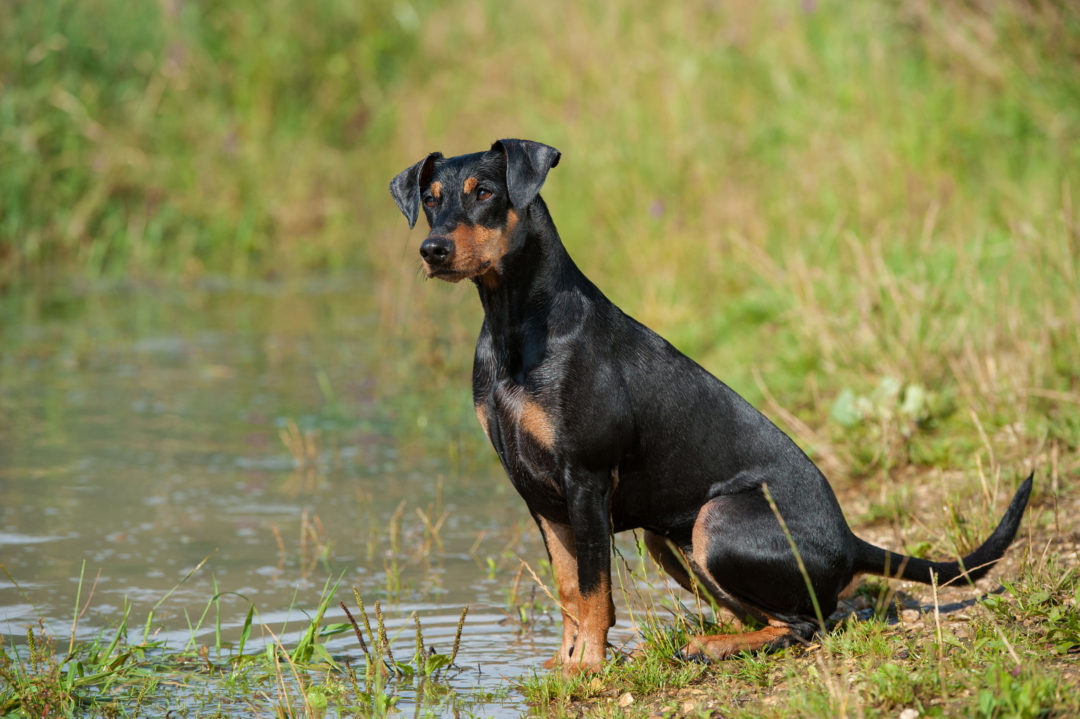 Ratter Dog Breeds | The Smart Dog Guide