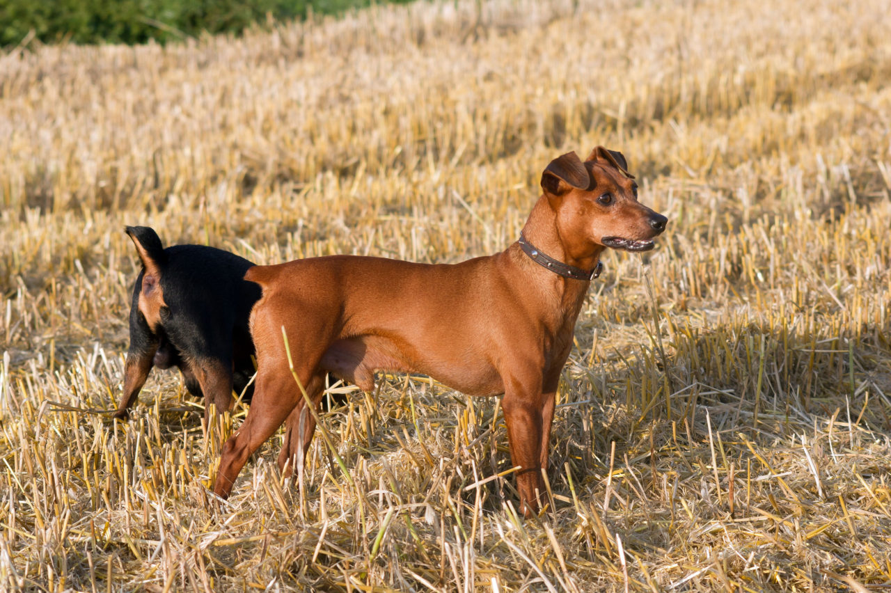 Ratter Dog Breeds | The Smart Dog Guide