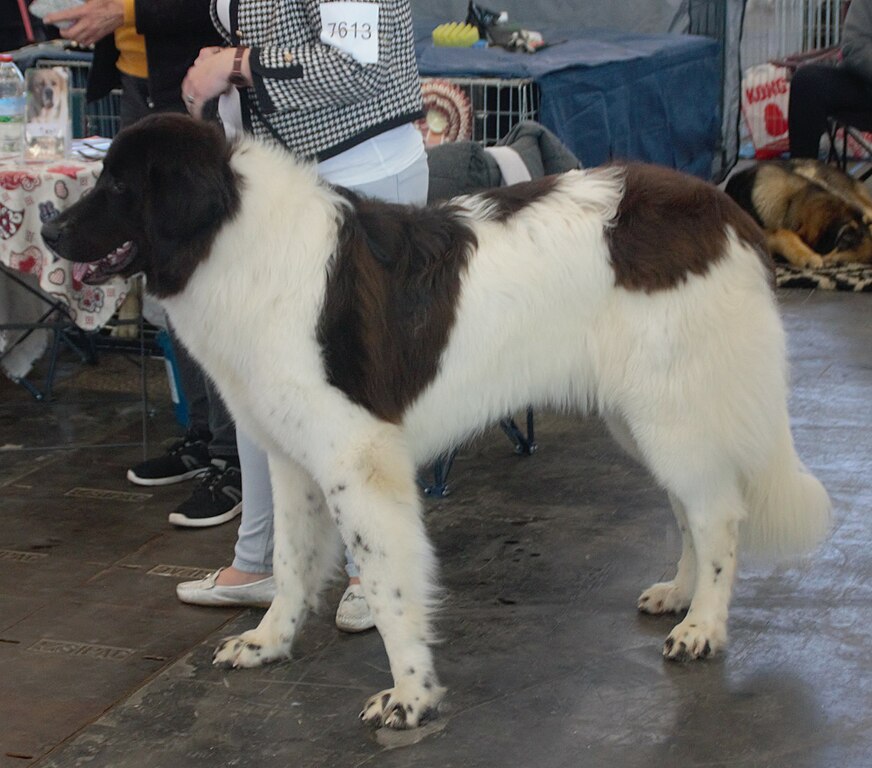 Romanian Dog Breeds | The Smart Dog Guide