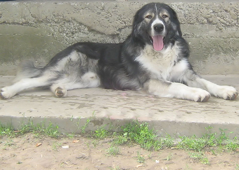 Romanian Dog Breeds | The Smart Dog Guide
