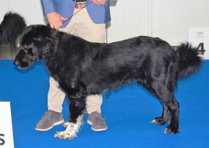 Romanian Dog Breeds | The Smart Dog Guide
